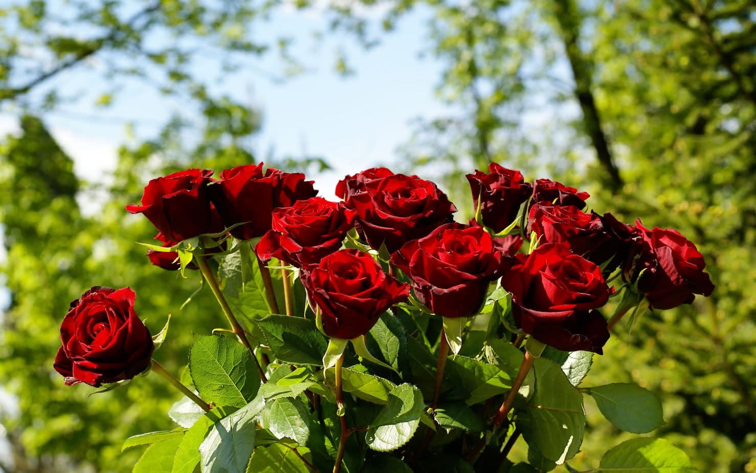 Gül nasıl yetiştirilir? bakımı nasıl yapılır? - Bitkimania